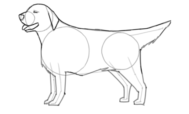 Kako Nacrtati Psa | Korak Po Korak